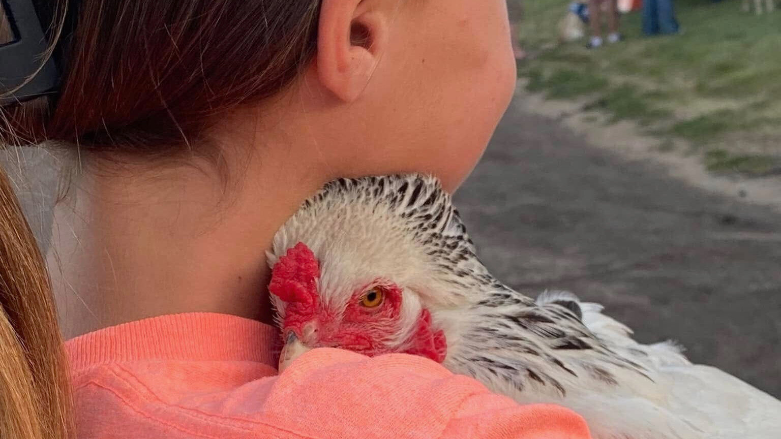 Petition · Support Chickens in Washington - Washington, United States ...