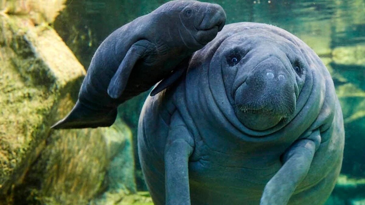 Petition · Protect Florida Manatees from Extinction Now - United States ...