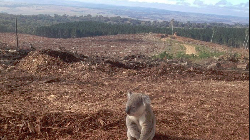 Petition · Stop clearfelling NSW state forests to burn them for ...