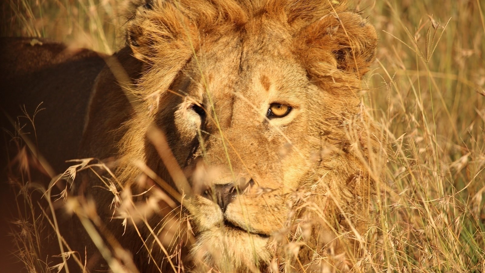 Petition · Ban on hunting trophies - Deutschland · Change.org