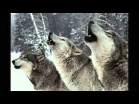 Petition · Support the Gray Wolf-A Call for Innovative Technology to ...