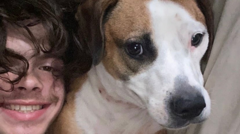 Petition · Help us Change the outlook of Dogs in our community ...