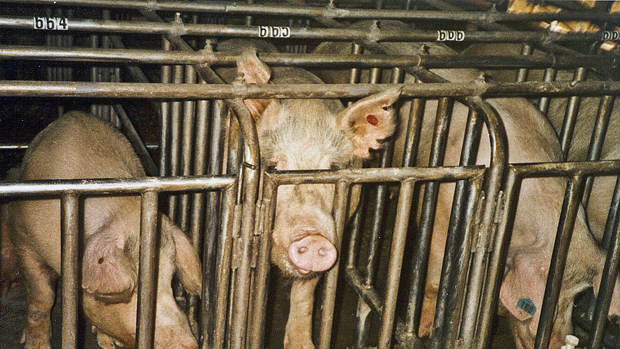 Petition · Stop Factory Farming in Canada - Canada · Change.org