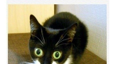 Petition · Give money to a cat pls or else - United States · Change.org