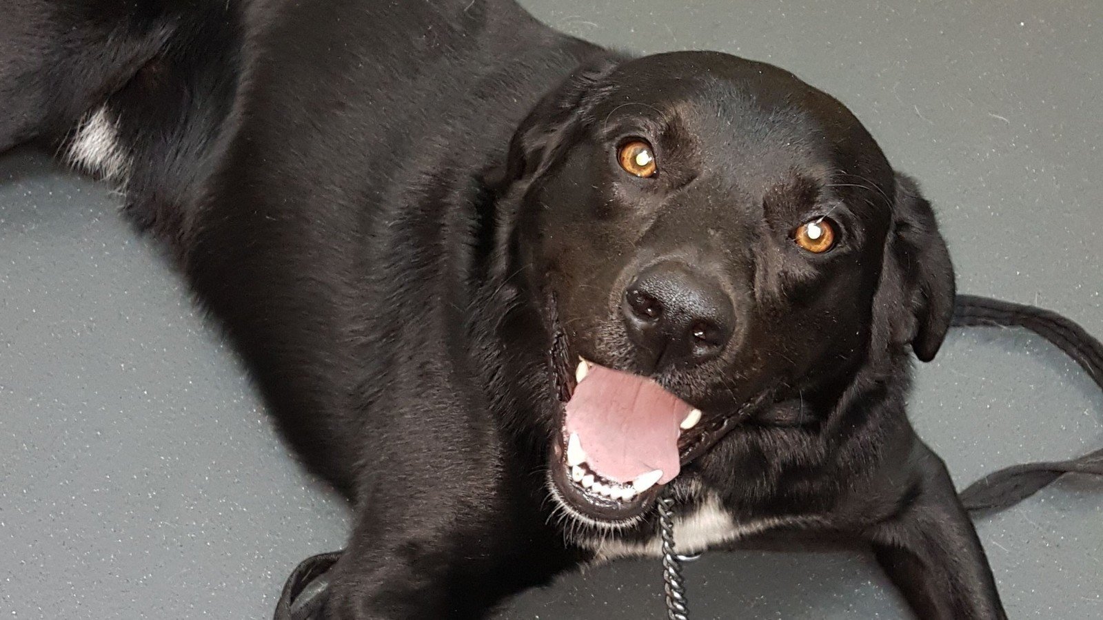 Petition · Support Mr Daniel Doherty of MyVet 24/7. He's a Super Vet ...