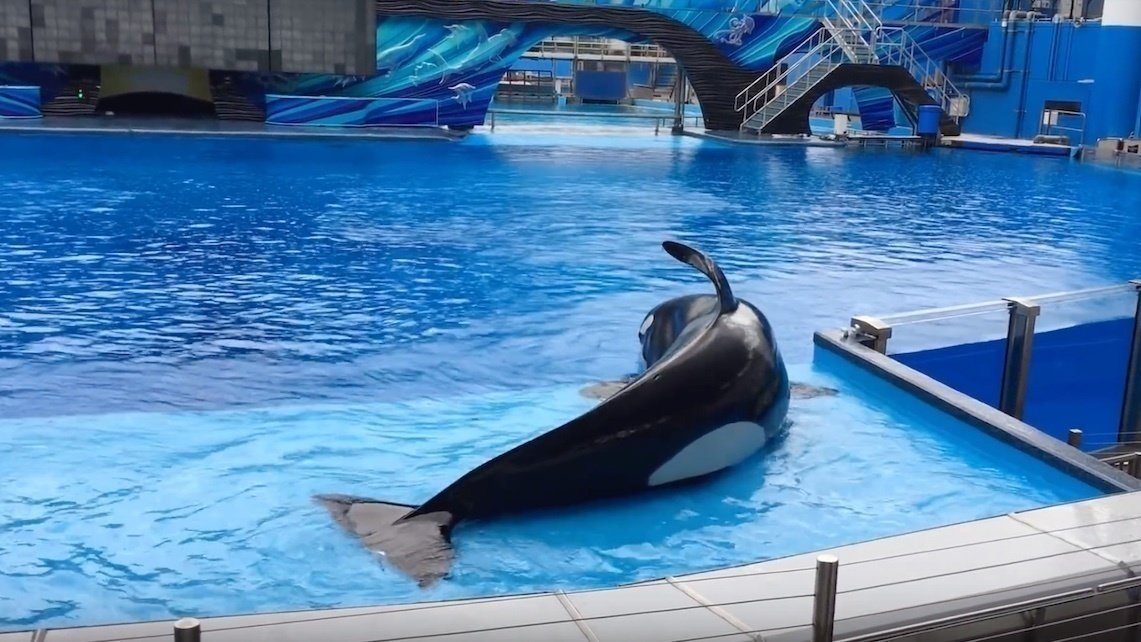 Petition · BAN SEAWORLD! - United States · Change.org