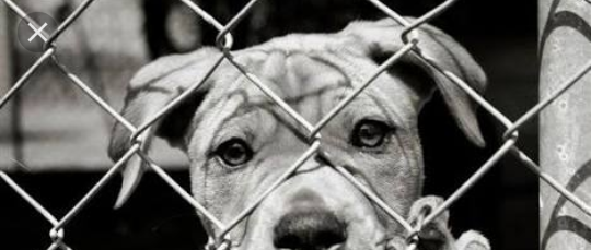 Petition · International Animal Rescue: Stop killing n hurting animals ...