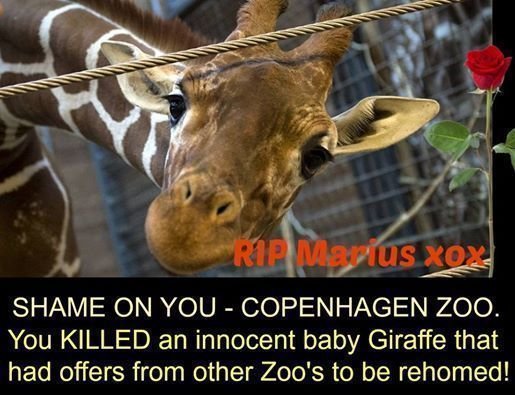 Rip Marius Giraffe