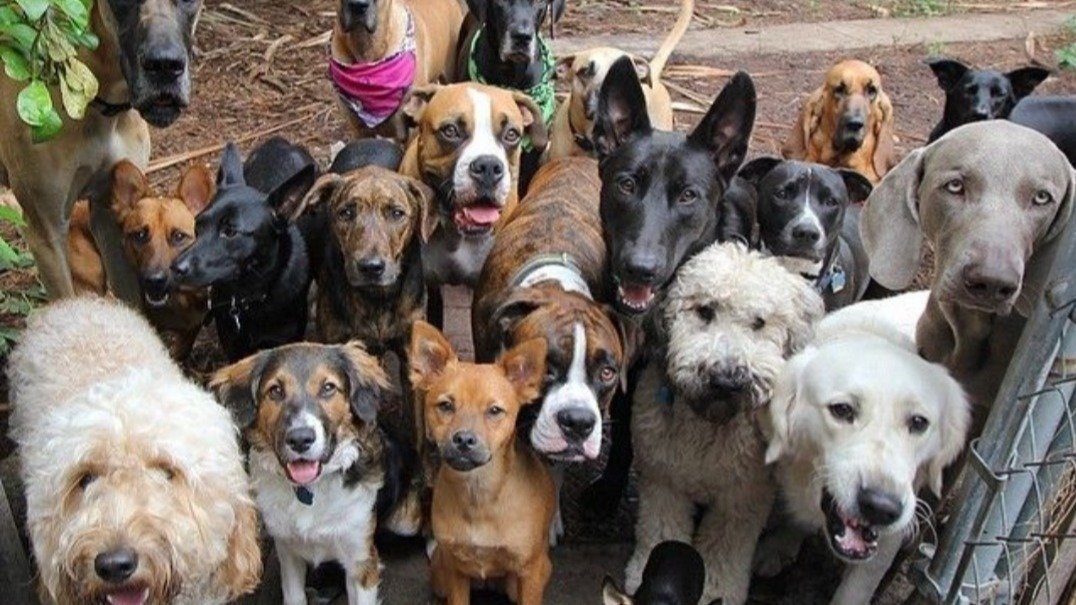 Petition · Stop police killing innocent dogs - United Kingdom · Change.org