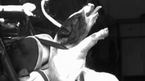 Petition · Live Baby Pigs Used as Crash Test Dummies - Canada · Change.org