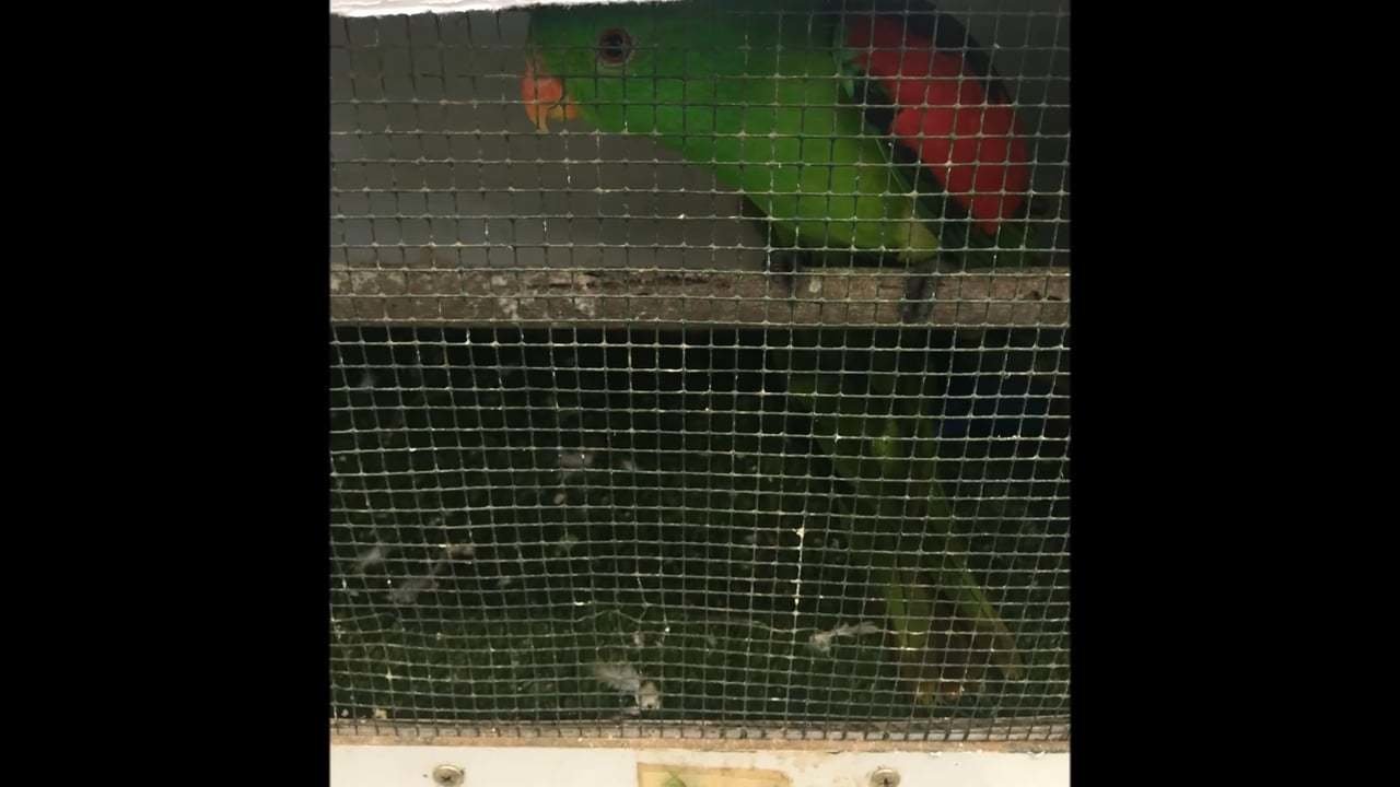 Petition update · Video of Bird Abuse in Melbourne Bird sale, May 2018 ...