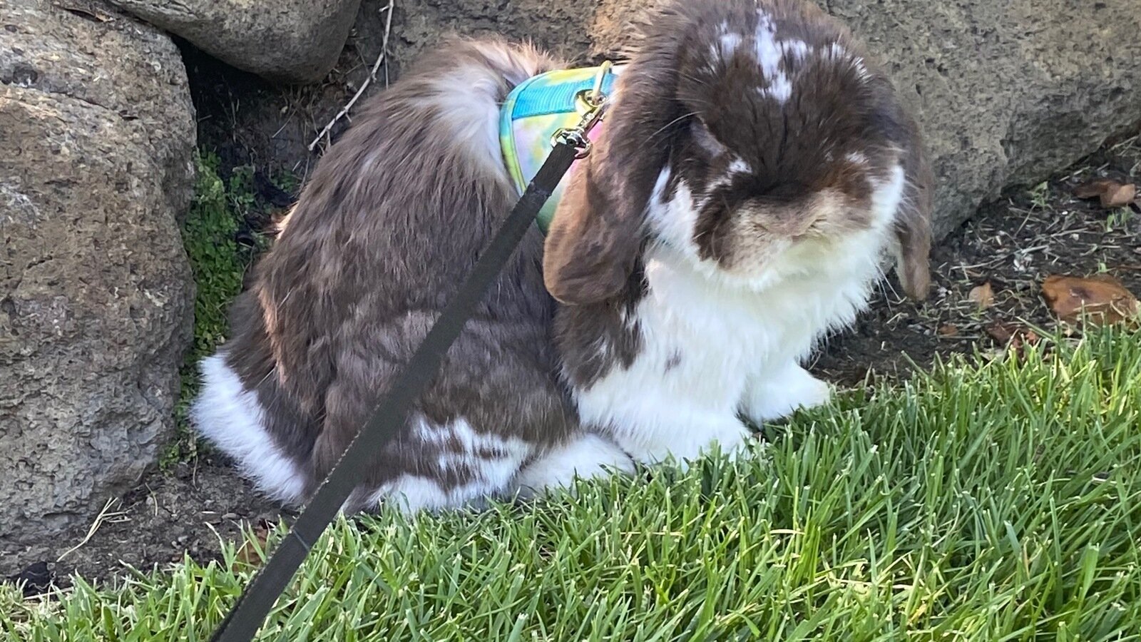 Petition · Recognize Bunnies as Legitimate Service Animals in ...