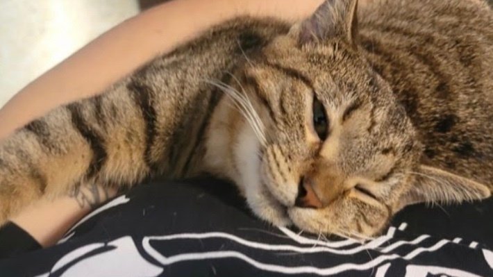 Petition · Allow Hayden To Get A Cat - United States · Change.org