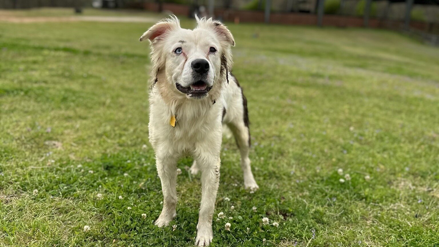 Petition · Remove Zariba from the euthanasia list - United States ...