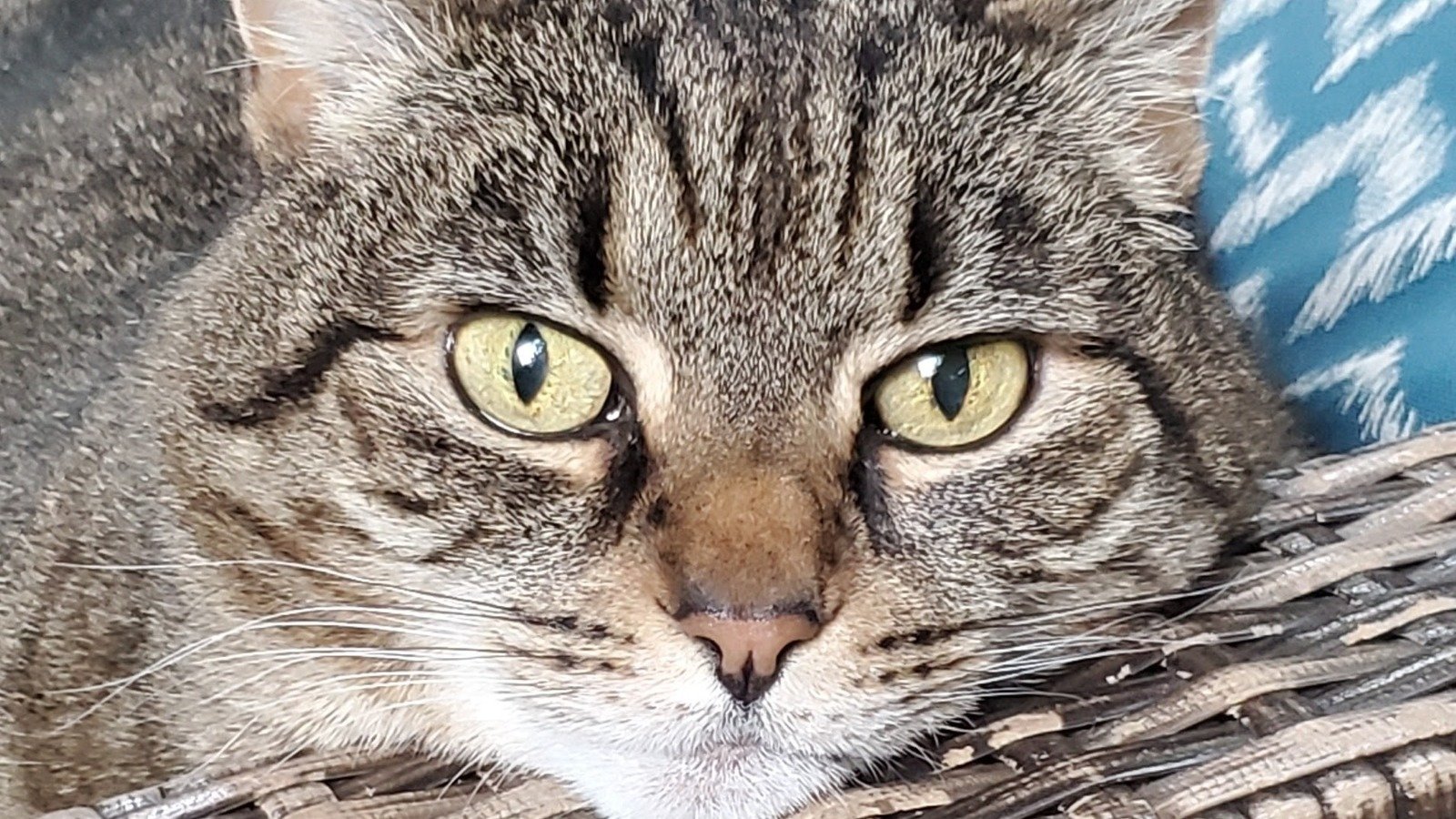 Petition · B . C ESA laws need to be changed - Canada · Change.org