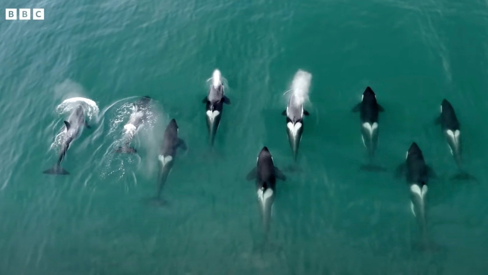 Petition update · Orca release from captivity is possible/Behind the ...