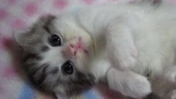 Petition · petition for maia to get cat - China · Change.org