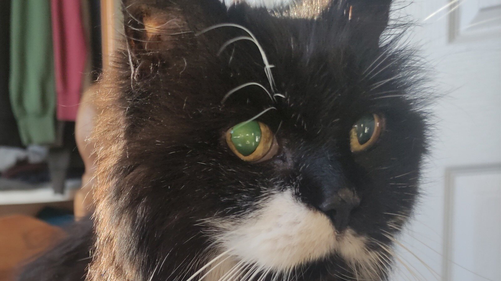 Petition · "Control Animal Breeding to Relieve Overburdened Shelters ...