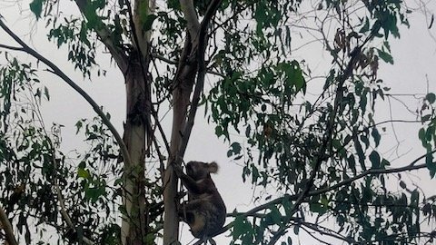 Petition update · Koala Protection · Change.org · Change.org