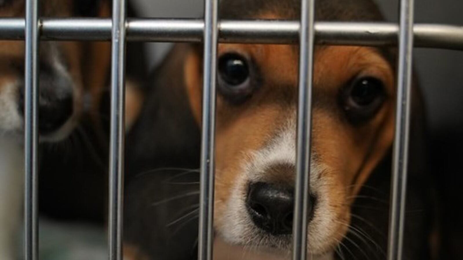 Petition · End Dow's Cruel and Inhumane Pesticides Testing Practices on ...