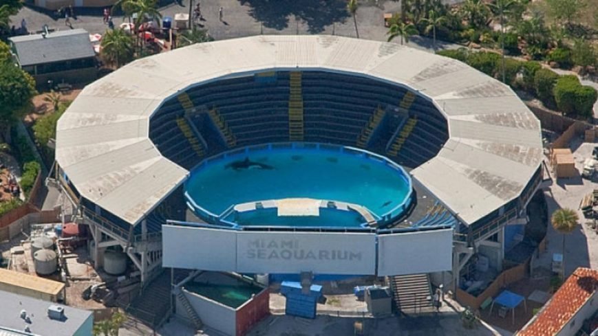 Petition · Free Lolita: The Orca who’s in smallest tank in the world ...
