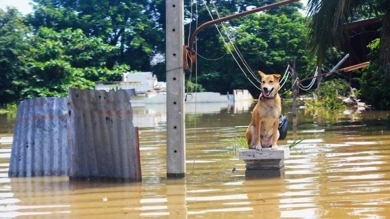 Petition · Saving The Animals When Hit By Natural Disasters - United ...
