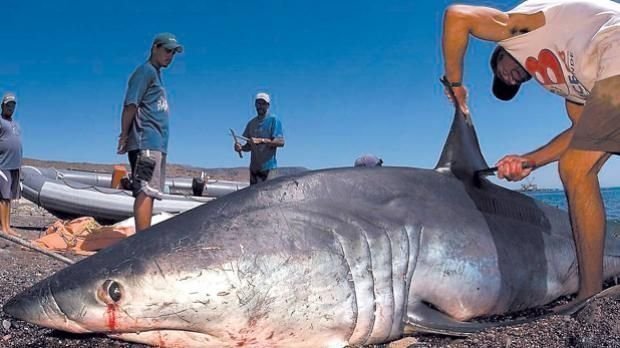 Petition · Help end overfishing of sharks and maintain the balance ...