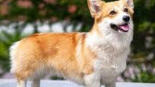 Petition · Resolved: Travis Dahle should get a corgi - United States ...