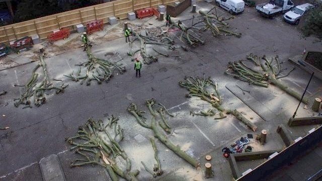 Petition · STOP THE CHOP ! SAVE LONDON TREES - United Kingdom · Change.org