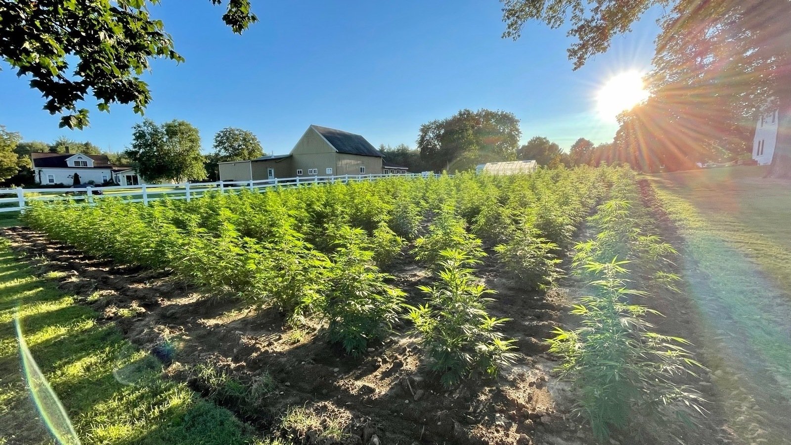 Petition · Connecticut Hemp - Oppose H . B. 6699 & Support Amendment to ...
