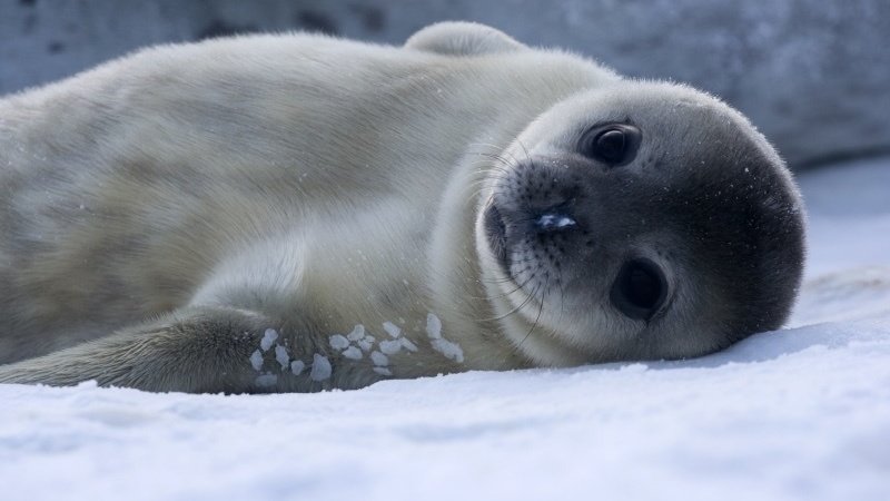 Petizione · emoji whatsapp della foca - Italia · Change.org