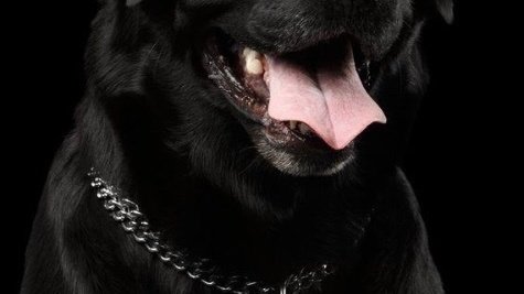 Petition · help convince dad to name dog tyrone - United States ...