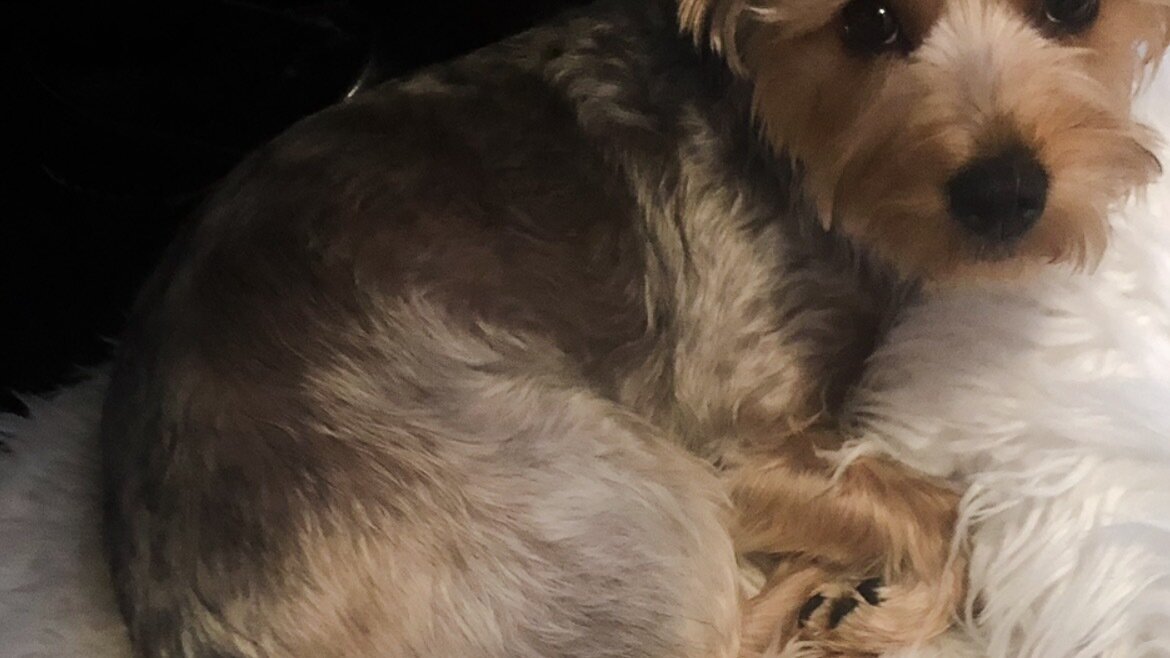 Petition · Advocate for Bailey's Return to Her Rightful Home - United ...