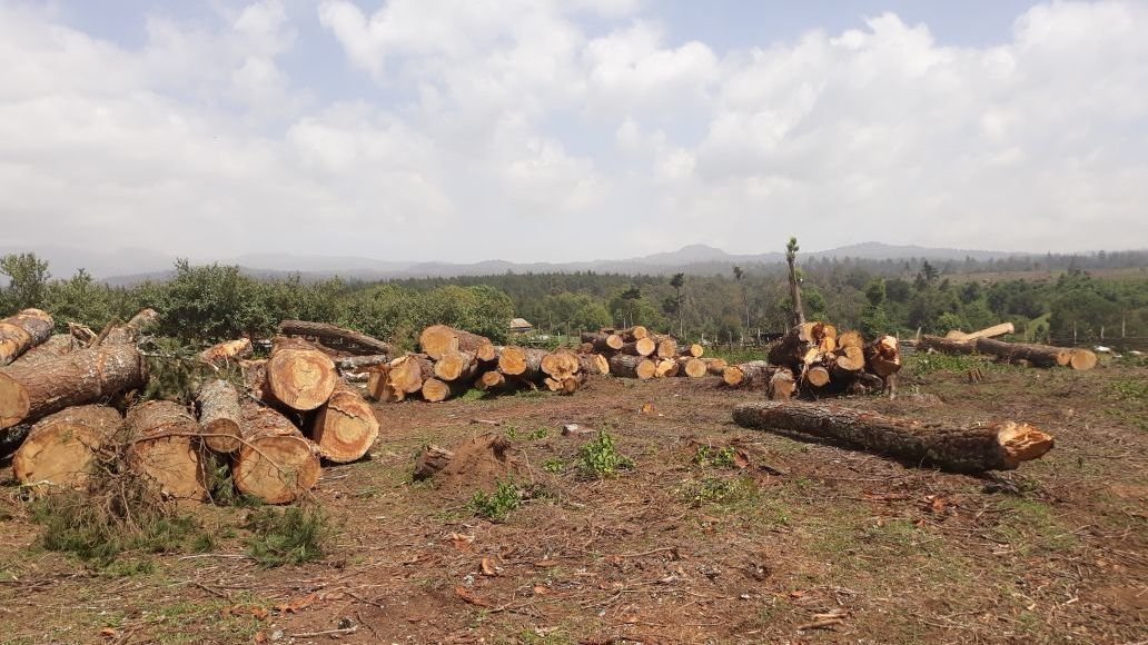 Petition · People of Kenya : STOP THE MASSIVE DEFORESTATION IN KENYA ...