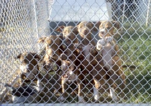 Petition · Stop back yard breeders. - United States · Change.org