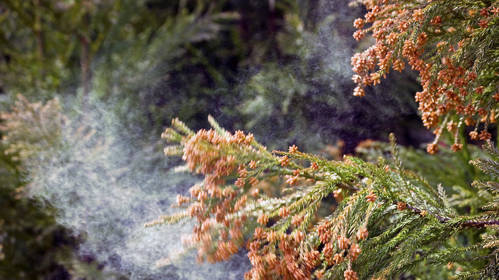 Petition · Kill All the Cedar Trees in Texas - United States · Change.org