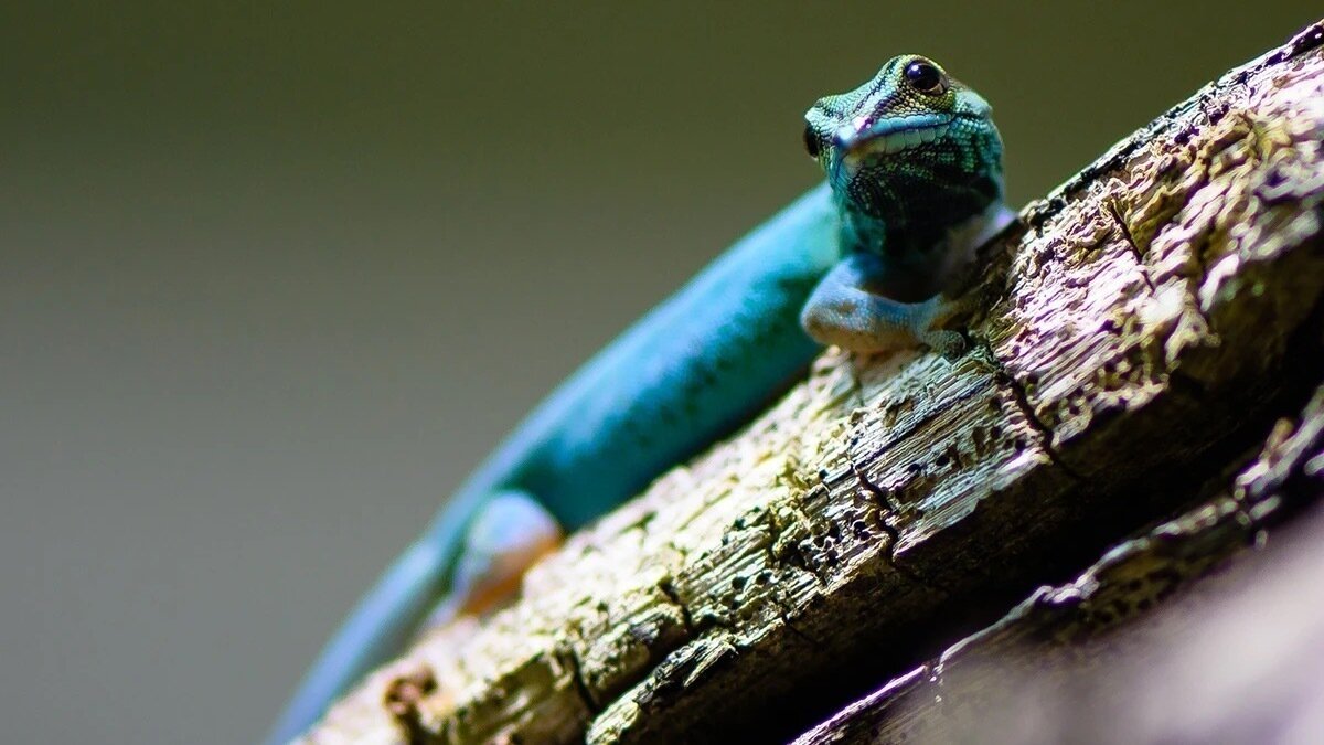 Petition · Protect Dwarf Day Geckos from Extinction - United States ...