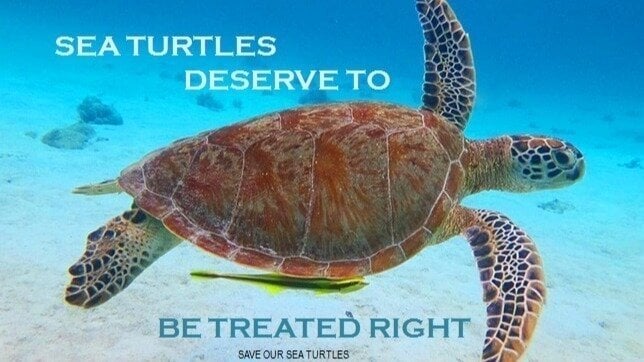 Petition · Plastic Straw are Out, Sea Turtles are In - Philippines ...