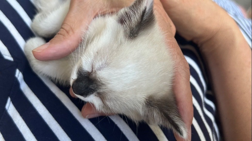 Petition · Sam NEEDS This Cat - United States · Change.org