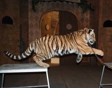 Petition · Stop Michael Hackenberger- Bowmanville Zoo Animal Abuser ...