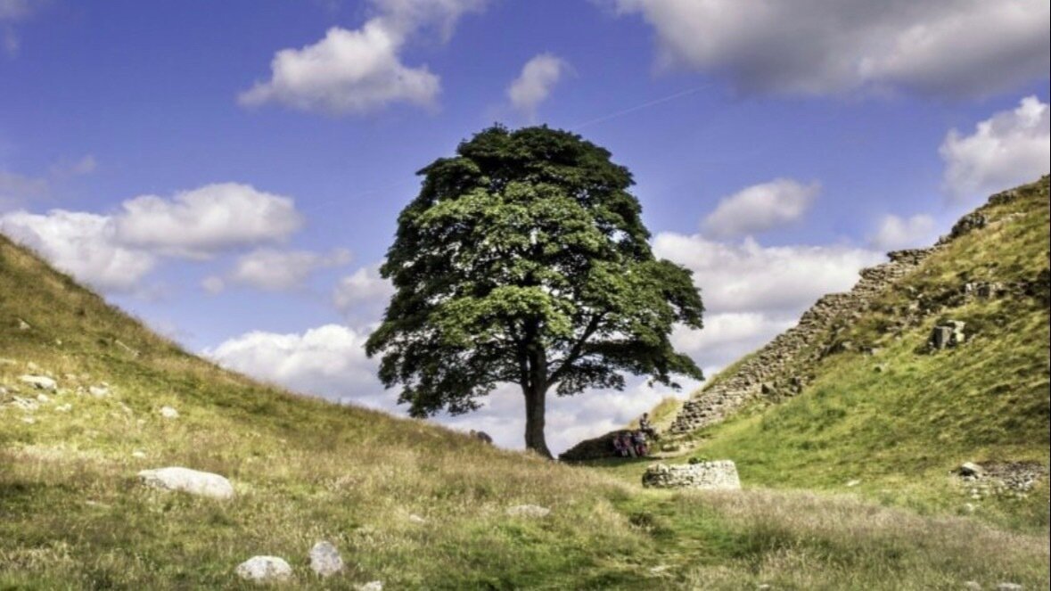 Petition · Protect our trees! Increase legal protection for ancient and ...