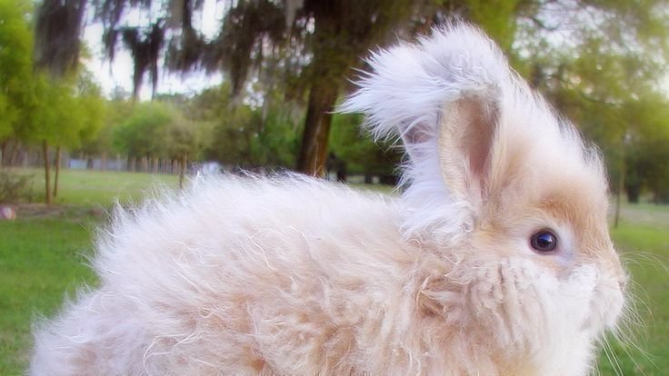 Petition · Stop China from skinning animals alive! Stop the Fur trade ...