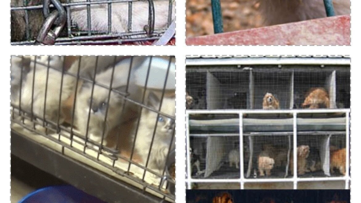 Petition · Stop dog and cat breeding and support animals being free ...