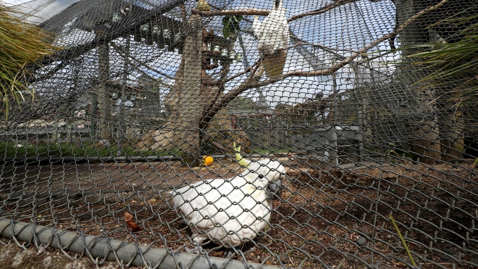 Petition · Birds don't belong in small enclosures! Support the closure ...