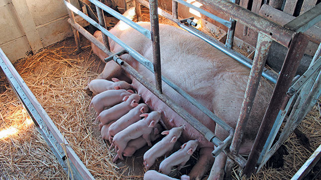 Petition · Stop Factory Farming, Promote Person Rights for Nonhuman ...