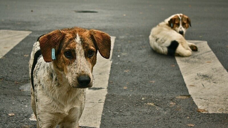 Petition · Provide Shelter and Food for Homeless Dogs - Philippines ...