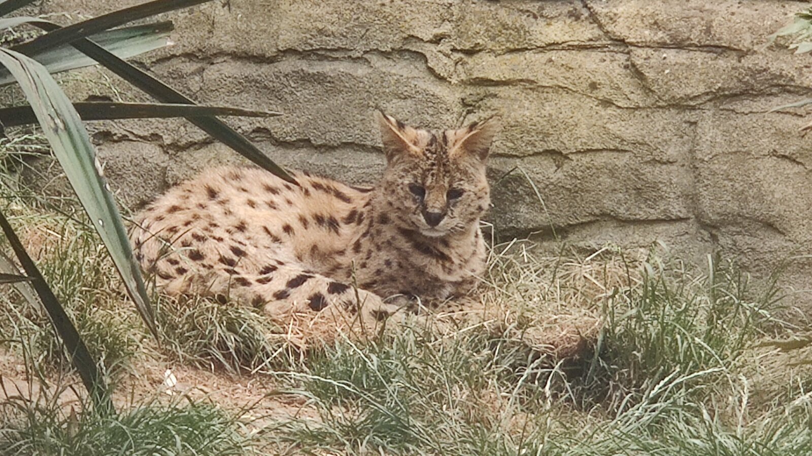 Petition · Stop requiring a wild animal license for servals and ...
