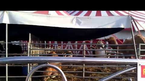 Petition · Ban Animal Circuses in the State of California - United ...