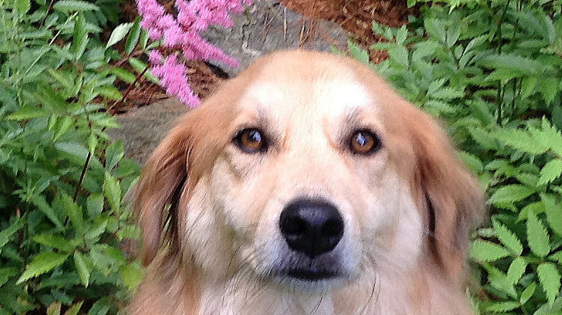 Petition · Name the rescue dog as Vermont's official state dog ...