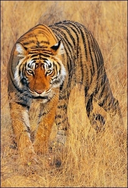 Petition · PROTECTION OF THE BENGAL TIGER - United States · Change.org